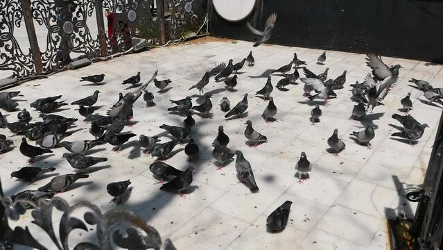 "Feeding Pigeon" Images – Parcourir 178 le catalogue de photos ...