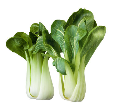 "Pok Choi" Images – Browse 917 Stock Photos, Vectors, and Video | Adobe ...