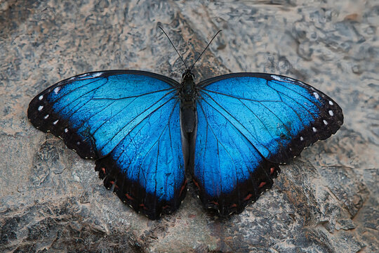 "Common Morpho" Images – Browse 203 Stock Photos, Vectors, and Video ...