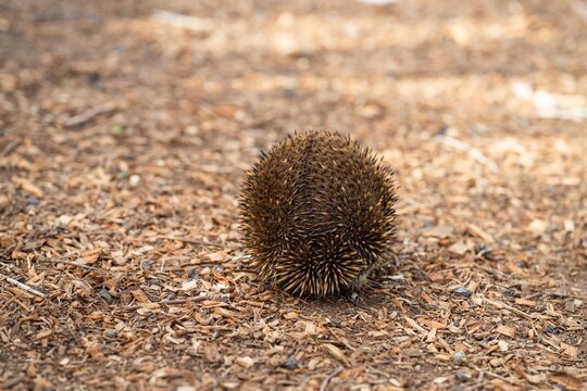 "Australian Native Animals" Images – Browse 9,409 Stock Photos, Vectors ...