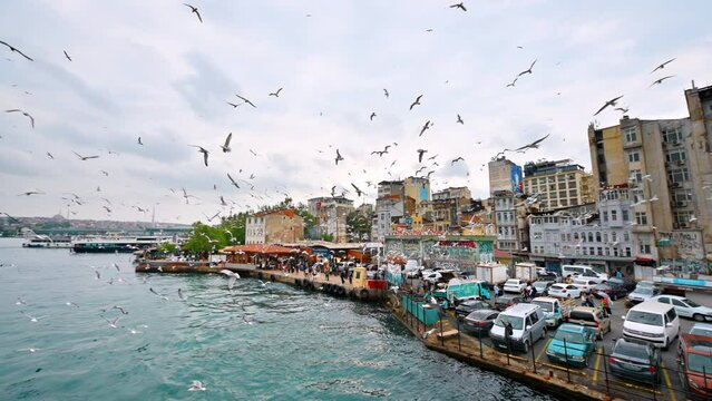 Turkeys Flock Images – Browse 7,458 Stock Photos, Vectors, and Video ...