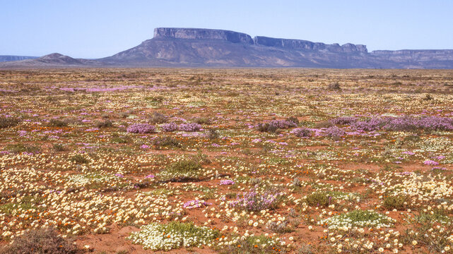 「Vanrhynsdorp」の写真素材 | 303件の無料イラスト画像 | Adobe Stock