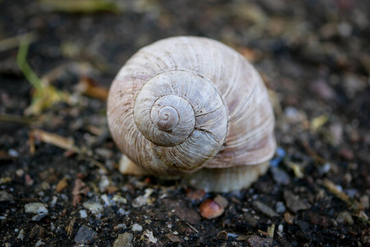 "Snail Mail Images – Parcourir 6,275 le catalogue de photos, vecteurs ...