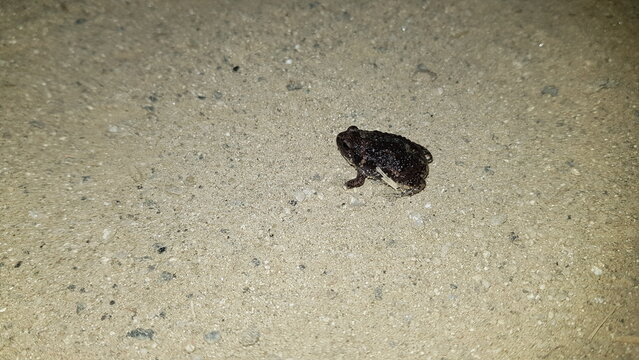"Black Frog" Images – Browse 641 Stock Photos, Vectors, and Video ...