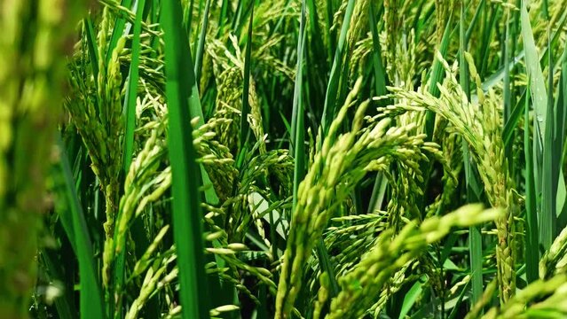 "Paddy Images – Parcourir 2,334,470 le catalogue de photos, vecteurs et ...