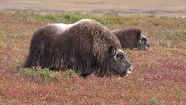 Musk-Ox 影像 – 瀏覽 1,249 個素材庫相片、向量圖和影片 | Adobe Stock