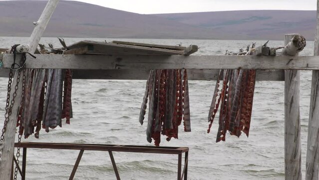 Inuits Imagens – Procure 49,295 fotos, vetores e vídeos | Adobe Stock