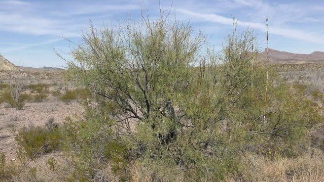Desert Scrub Vegetation
