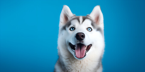 25+ Free pictures of fluffy dogs - PikWizard