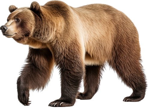 Angry Bear Face PNGs – Transparent Background Images | PikWizard