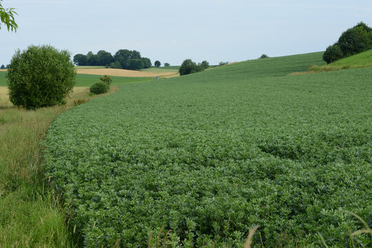 Pferdebohne Images – Browse 129 Stock Photos, Vectors, and Video ...