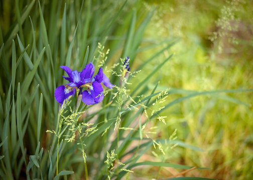 "Japanese Iris" Images – Browse 1,110 Stock Photos, Vectors, and Video ...