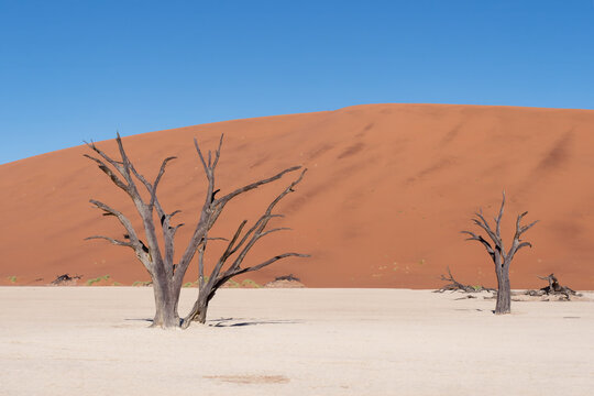 Kameeldoring Bilder – Durchsuchen 1,748 Archivfotos, Vektorgrafiken und ...