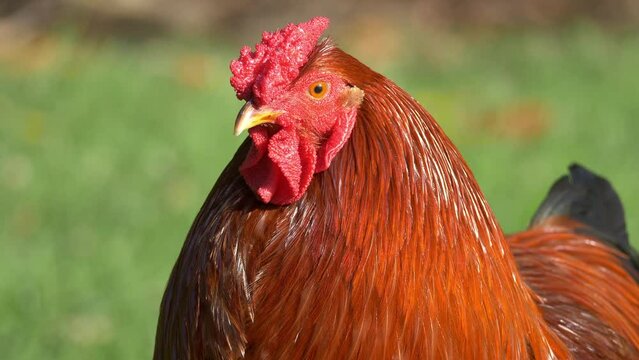 "Red Rooster" Images – Browse 4,413 Stock Photos, Vectors, and Video ...