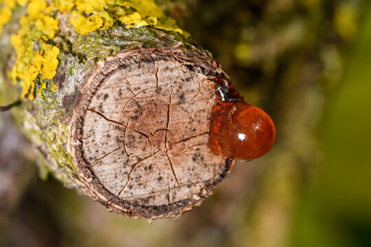 Lepka Images – Browse 7 Stock Photos, Vectors, and Video | Adobe Stock