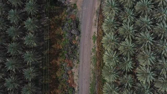 "Date Trees" Images – Browse 385 Stock Photos, Vectors, and Video ...