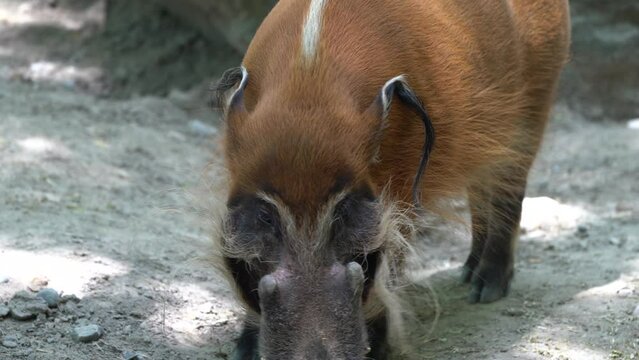 Bushpig Images – Browse 572 Stock Photos, Vectors, and Video | Adobe Stock