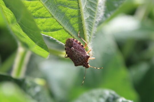 "Pianta " Bilder – Durchsuchen 50,829 Archivfotos, Vektorgrafiken und ...