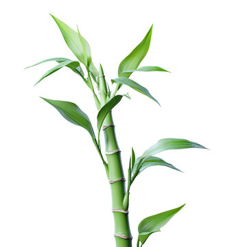 Fortunate Images – Parcourir 15,696 le catalogue de photos, vecteurs et ...