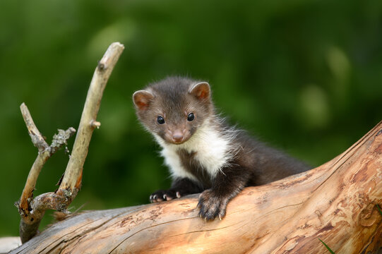 Fouine - Images et vidéos libres de droits | Adobe Stock