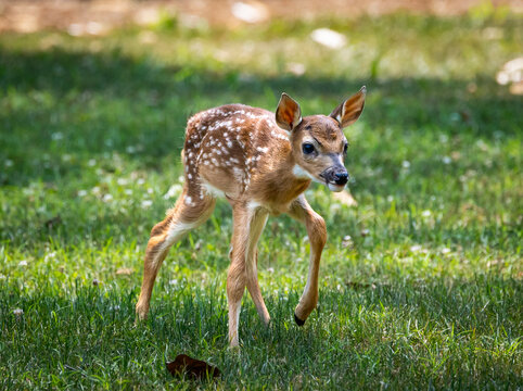 Newborn White Tailed Deer Fawn