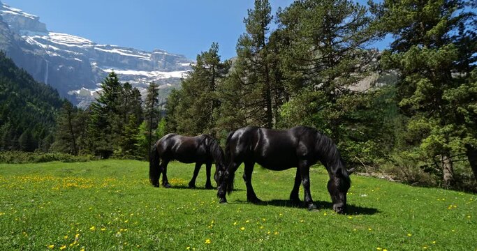 รูปภาพFrizian – เลือกดูภาพถ่ายสต็อก เวกเตอร์ และวิดีโอ48 | Adobe Stock