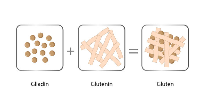 Gluten Structure