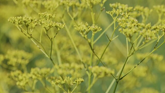 "Patrinia Scabiosifolia" Images – Browse 860 Stock Photos, Vectors, and ...