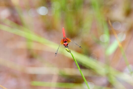 Nannophya Images – Browse 14 Stock Photos, Vectors, and Video | Adobe Stock