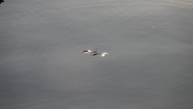 "Walk On Water" Images – Browse 484 Stock Photos, Vectors, and Video ...