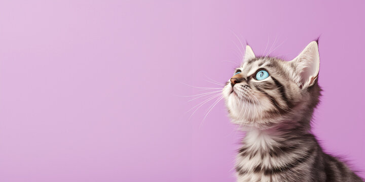 Cat Solid Background Images – Browse 9,521 Stock Photos, Vectors, and ...
