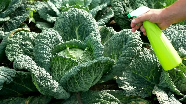 "Cabbage White Butterfly" Images – Browse 14,066 Stock Photos, Vectors ...