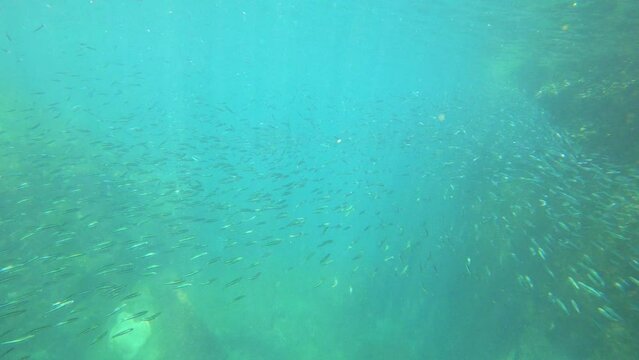 "Sardine Run" Images – Browse 584 Stock Photos, Vectors, and Video ...