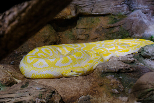 「Pithon」の写真素材 | 41件の無料イラスト画像 | Adobe Stock