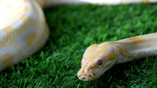 Yellow Python Images – Browse 10,596 Stock Photos, Vectors, and Video ...