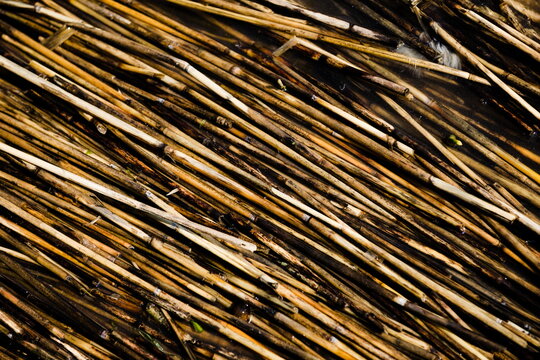 Trzcina Bilder – Durchsuchen 2,278 Archivfotos, Vektorgrafiken und ...