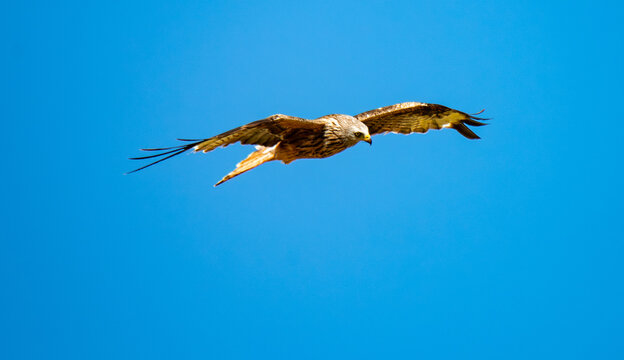 "En Vol" Images – Browse 3,949 Stock Photos, Vectors, and Video | Adobe ...