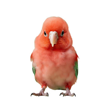 "No Feathers"-Bilder: Stock-Fotos & -Videos. | Adobe Stock