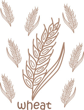 Wheat Vector Free Download