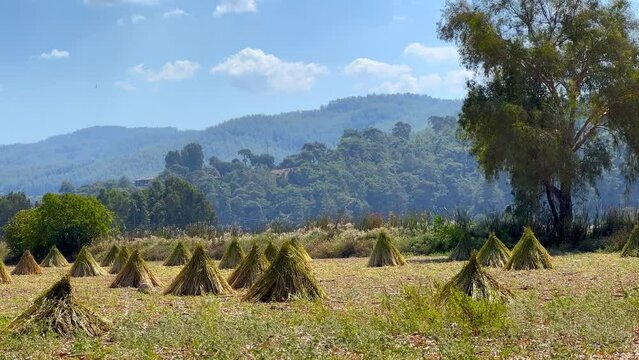 "Sun Drying" Images – Browse 995 Stock Photos, Vectors, and Video ...
