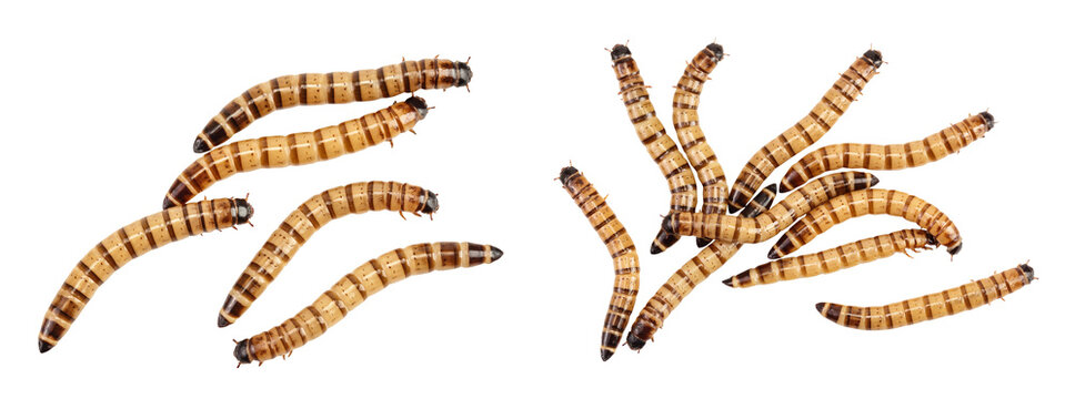 รูปภาพ"Larva – เลือกดูภาพถ่ายสต็อก เวกเตอร์ และวิดีโอ162,189 | Adobe Stock