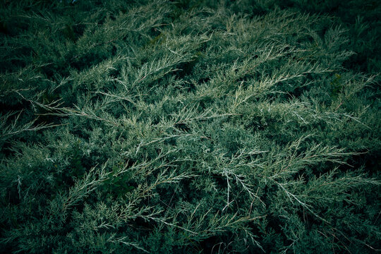 "Juniper Bush" Images – Browse 1,528 Stock Photos, Vectors, and Video ...