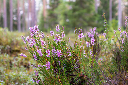 "Erica - Images et vidéos libres de droits | Adobe Stock