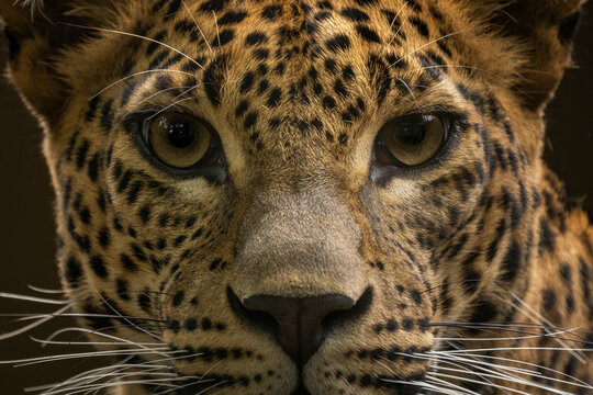 "Leopard Head" Images – Parcourir 1,745 le catalogue de photos ...