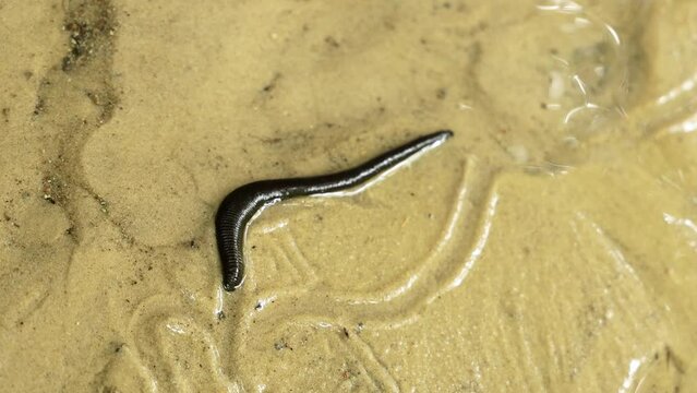 Leech Therapy Video
