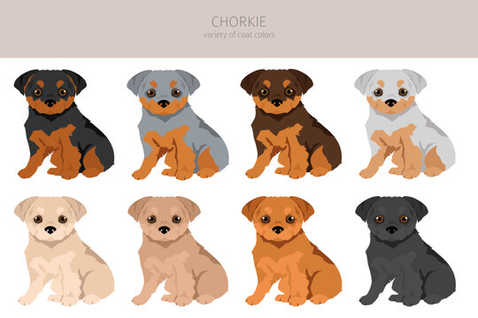 Chokie Breeds Of Dogs