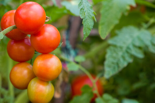 Strauchtomate Bilder – Durchsuchen 45,269 Archivfotos, Vektorgrafiken ...