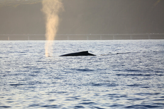 รูปภาพWhale-Watching – เลือกดูภาพถ่ายสต็อก เวกเตอร์ และวิดีโอ16,010 ...