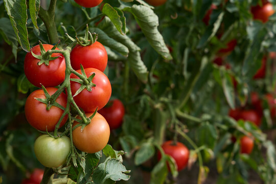 Strauchtomate Bilder – Durchsuchen 45,269 Archivfotos, Vektorgrafiken ...