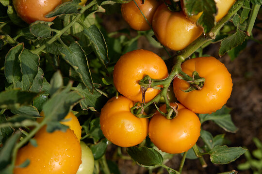 Strauchtomate Bilder – Durchsuchen 45,269 Archivfotos, Vektorgrafiken ...